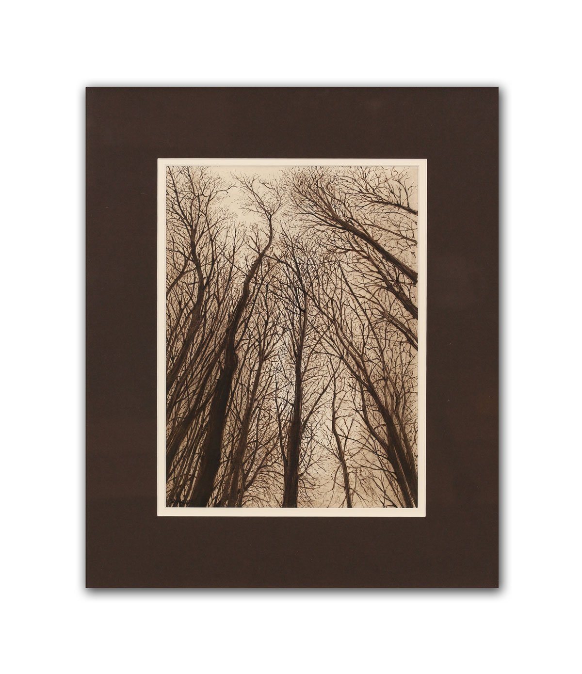Winter Birch Sketch – Limited Edition Giclée Print – Simon Wilcox
